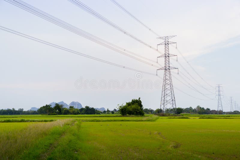 Green and Gold Rice Fields with High Voltage Tower Background Stock ...