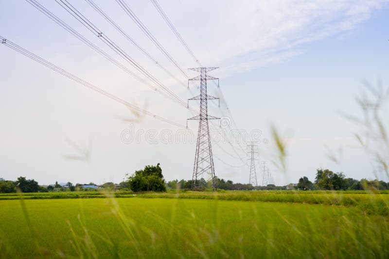 Green and Gold Rice Fields with High Voltage Tower Background Stock ...