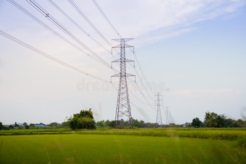 Green and Gold Rice Fields with High Voltage Tower Background Stock ...