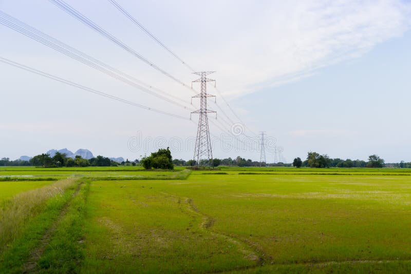Green and Gold Rice Fields with High Voltage Tower Background Stock ...