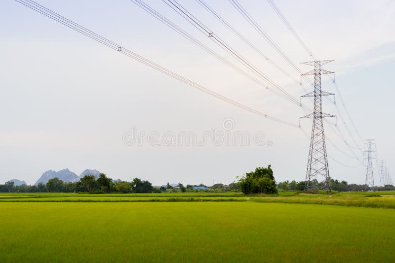 Green and Gold Rice Fields with High Voltage Tower Background Stock ...