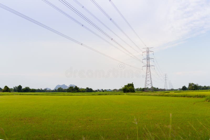 Green and Gold Rice Fields with High Voltage Tower Background Stock ...
