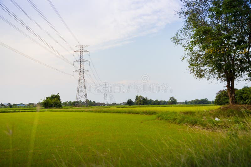 Green and Gold Rice Fields with High Voltage Tower Background Stock ...