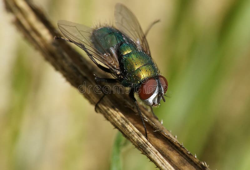 Green golden fly stock image. Image of nature, gleam - 98099549