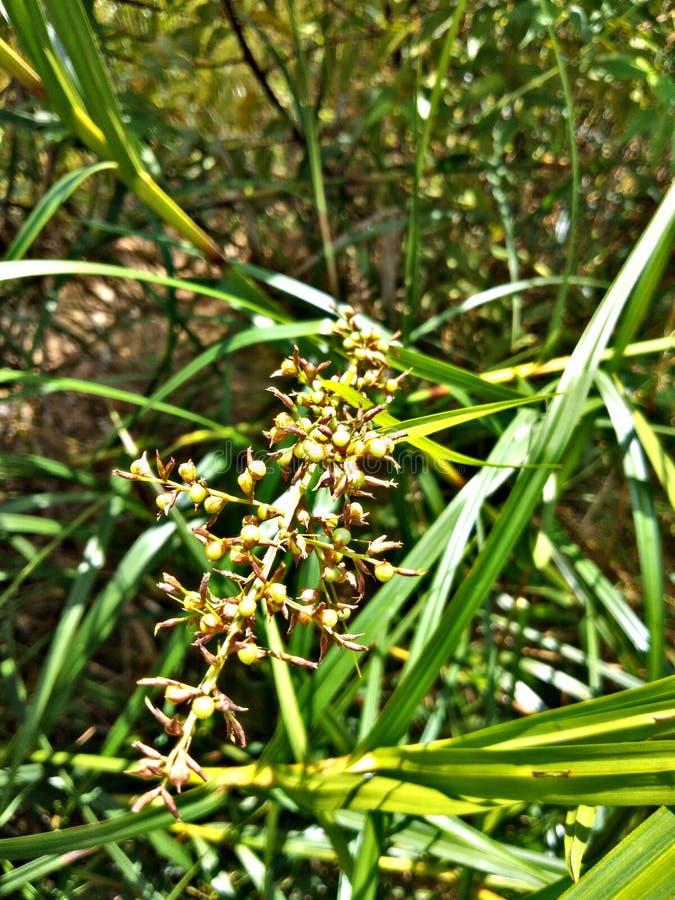 Green Golden Grass Flower Texture in the Field 2 Stock Photo - Image of ...