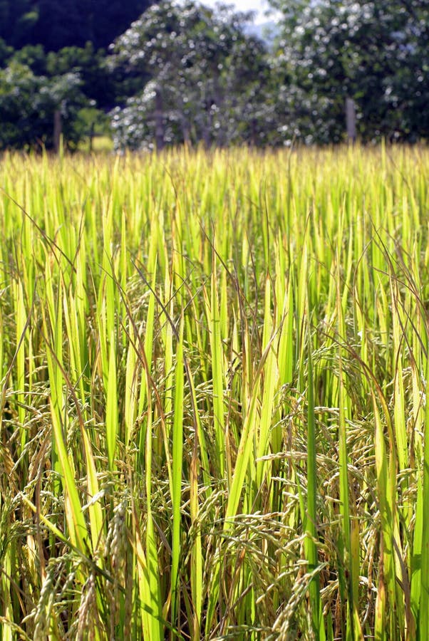 Green golden rice field stock image. Image of grow, farming - 35170353