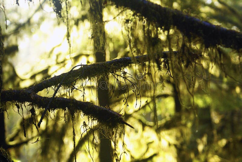 Green Golden Sunshine through Rainforest Trees and Stock Image - Image ...