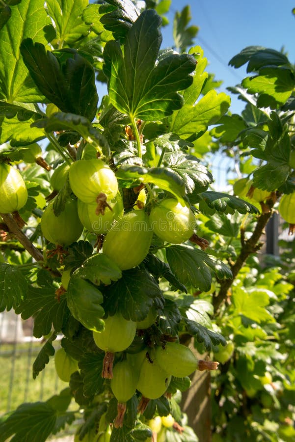Green Gooseberries on the Shrub, Not yet Ripe Stock Image - Image of ...
