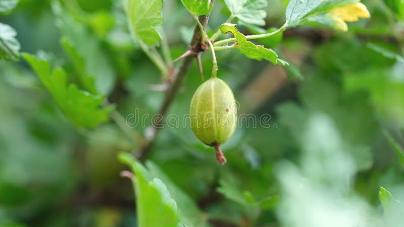 Green Gooseberry Growth on Bush. Stock Footage - Video of garden ...