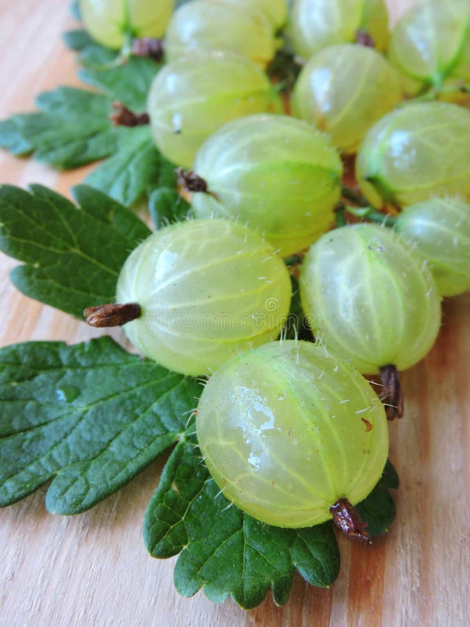 Green gooseberry stock photo. Image of shape, ripe, berry - 80790480