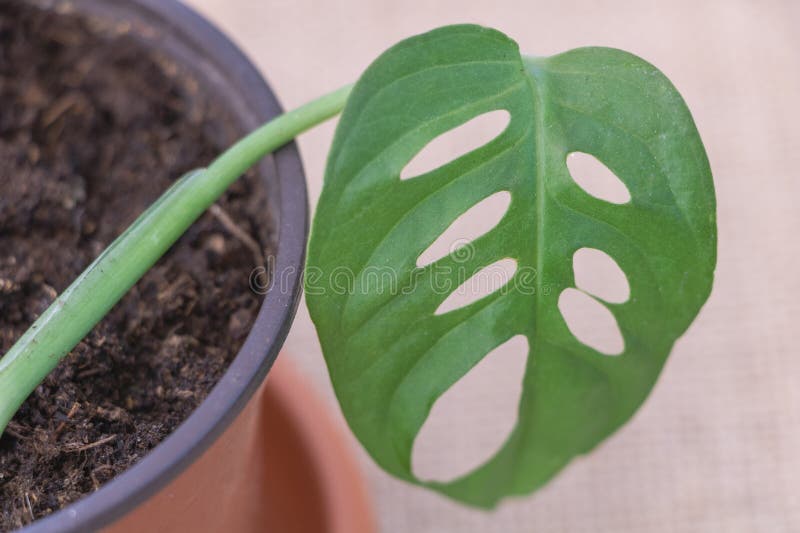 Green and Gorgeous: an Up-Close Look at the Monstera Monkey Leaf - Care ...