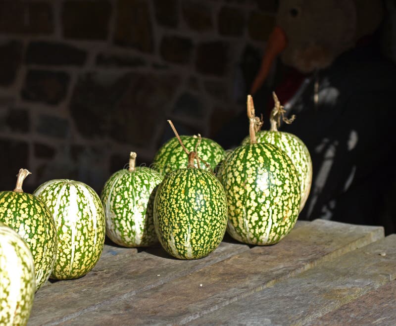 Green Gourds with Orange Warty Ornamental Gourd on Red Plaid Stock ...