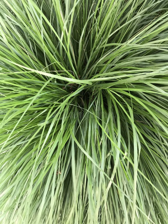 Green Graas close-up stock photo. Image of groen, plant - 97087380