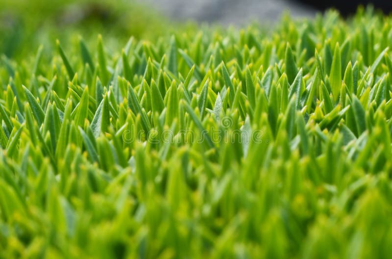 Green graas stock photo. Image of dept, easter, spring - 53151708