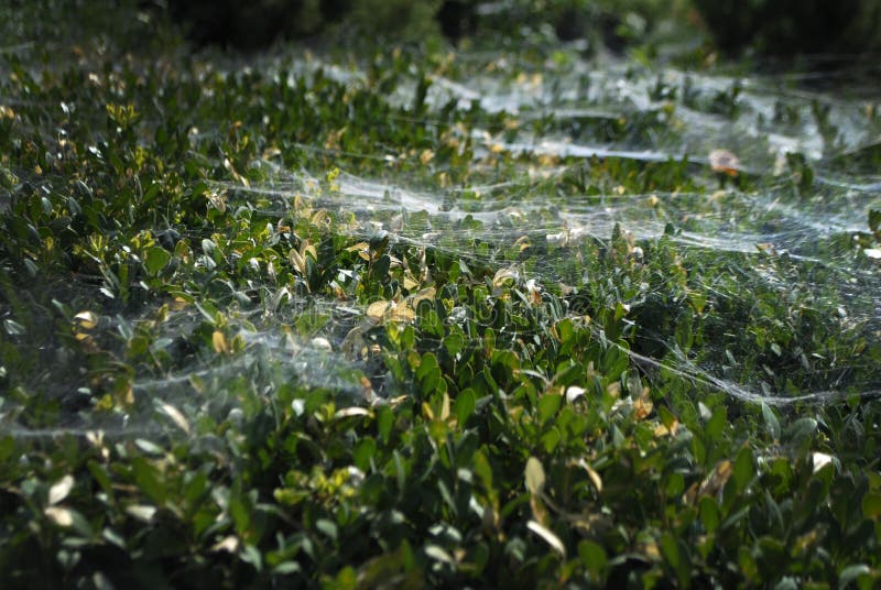 Green grace with the web stock image. Image of bright - 181590213