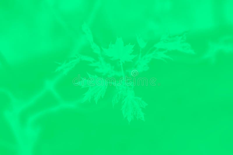 Green Gradient Abstract Background with Leaves Pattern Stock Image ...