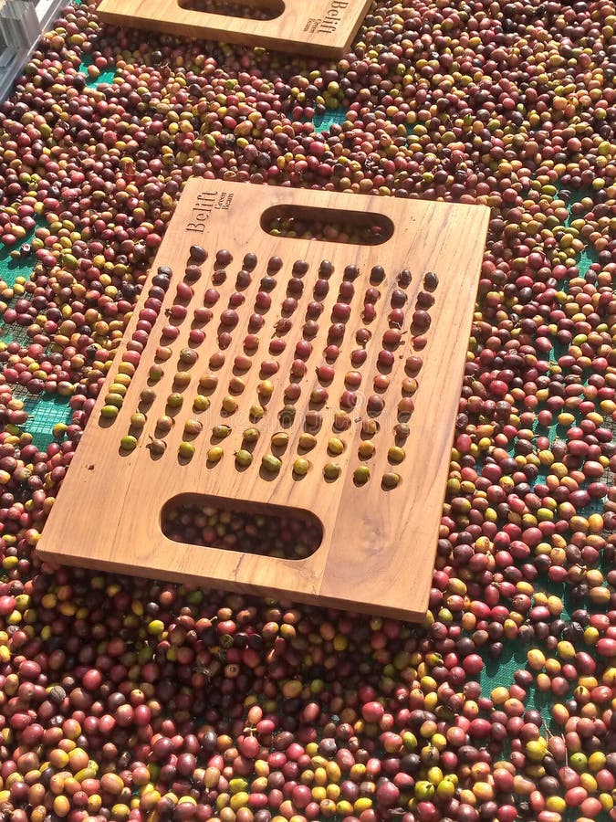 Green Grading Cherry Coffe Arabica Editorial Photography - Image of ...