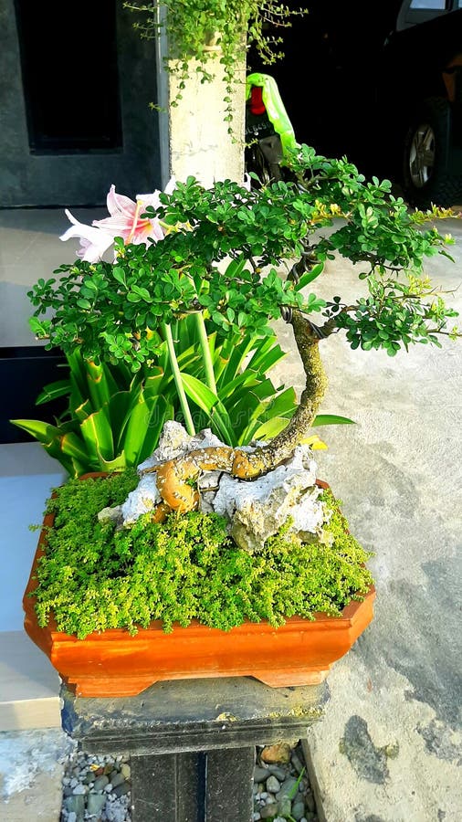 Unic Flower Stock Photos - Free & Royalty-Free Stock Photos from Dreamstime