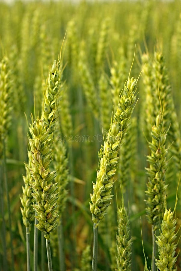 Green grain stock photo. Image of field, crop, seed, produce - 12575574