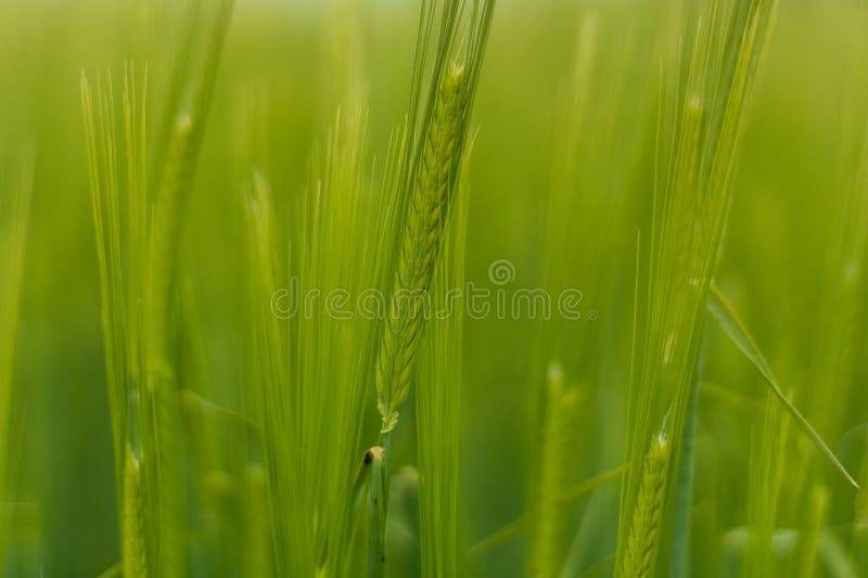 Green Grain Background in Spring. Croatia Stock Photo - Image of spring ...