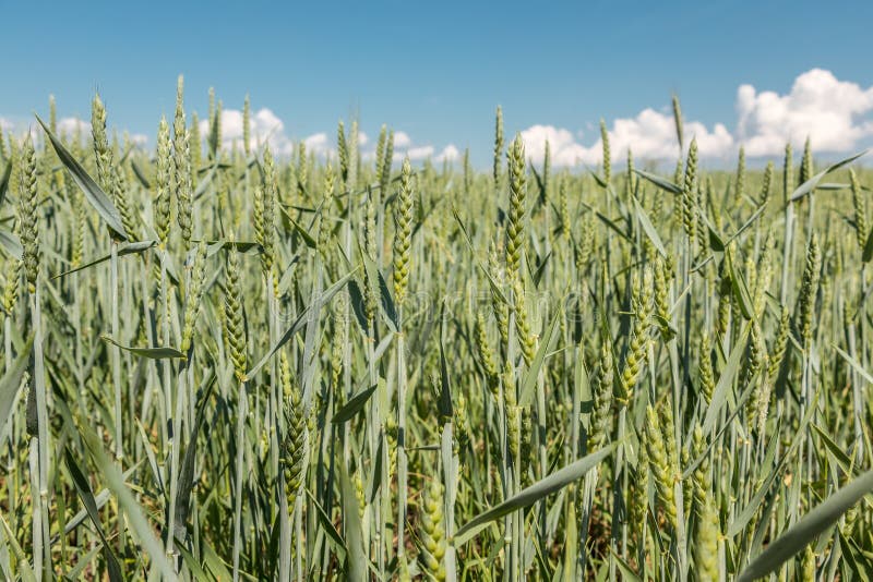 Green Grain on a Big German Grain Field Stock Image - Image of outdoor ...