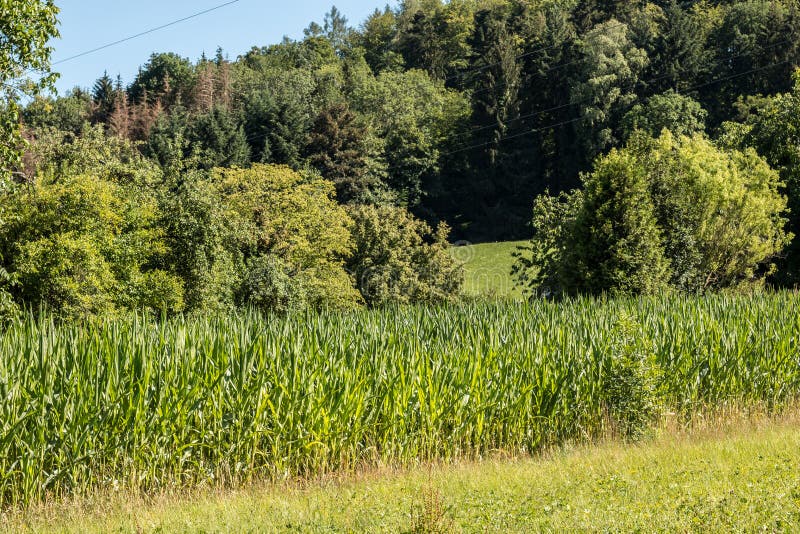Green Grain on a Big German Grain Field Stock Image - Image of ...