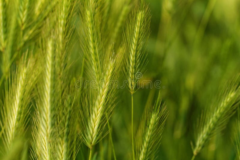 Green grain stock image. Image of plant, fresh, macro - 44831941