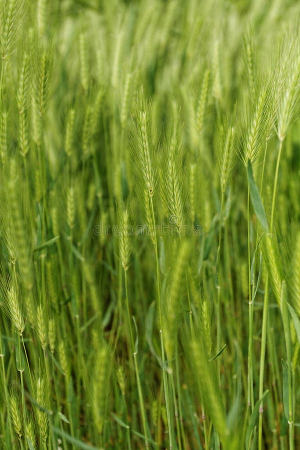 Green grain stock photo. Image of close, background, grow - 56008188