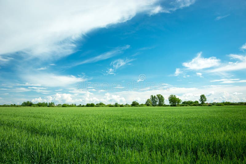Green Grain Field, Horizon and White Clouds on Blue Sky Stock Photo ...