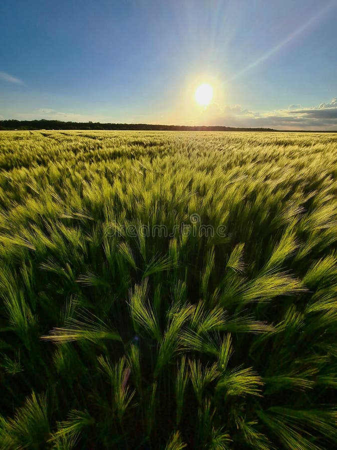 Green Grain Field Wide Vertical Shoot Stock Image - Image of ...