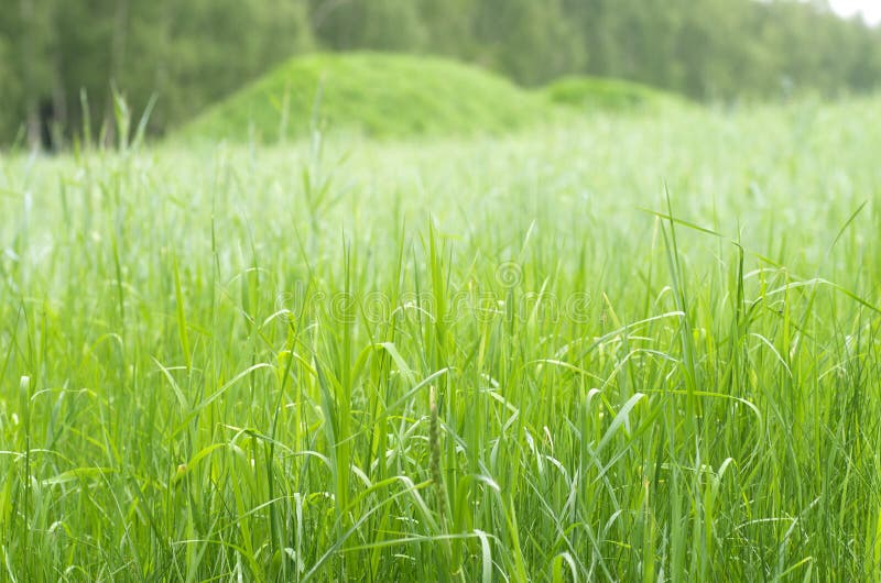 Green grain stock photo. Image of colorful, grain, grow - 40299388