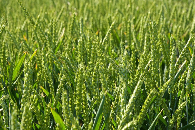 Green grain stock image. Image of farmer, tropical, country - 95266627
