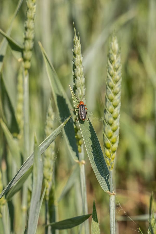 Green Grain and a Red Bug on a Big German Grain Field Stock Photo ...