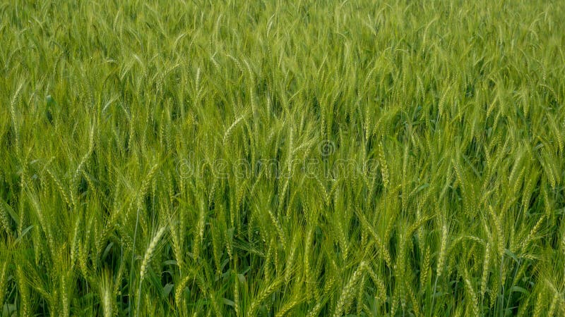 Green Grain Wheat Background Texture. Background of Green Wheat Seed ...