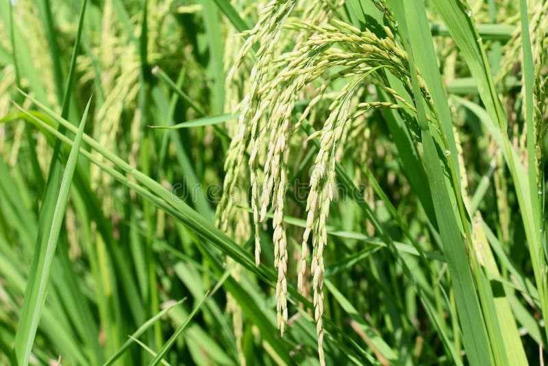Green Grains in Beautiful Fields, Close Up Stock Photo - Image of ...