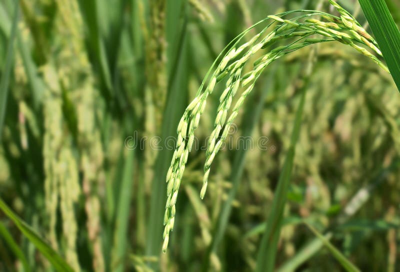 Green Grains in Beautiful Fields, Close Up Stock Image - Image of ...