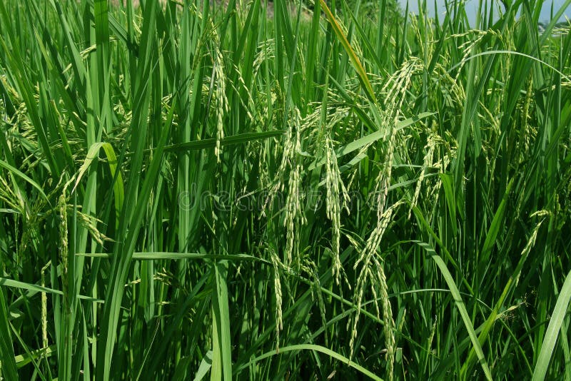 Green Grains in Beautiful Fields, Close Up Stock Image - Image of ...