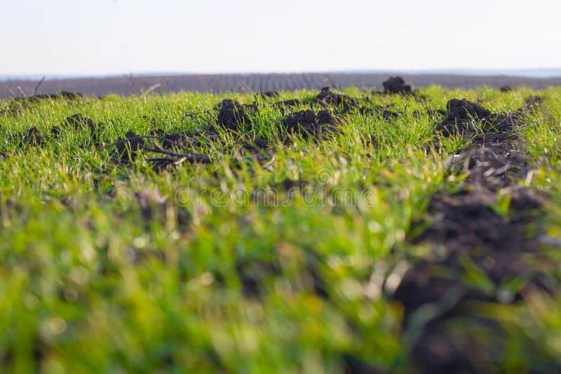 Green grains growing stock image. Image of bread, springtime - 77992215