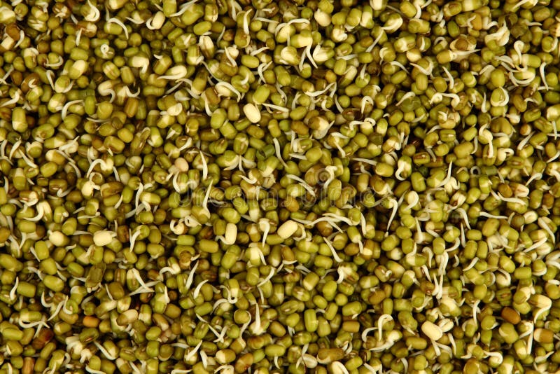 Sprouted green gram stock photo. Image of bean, protein - 21271994