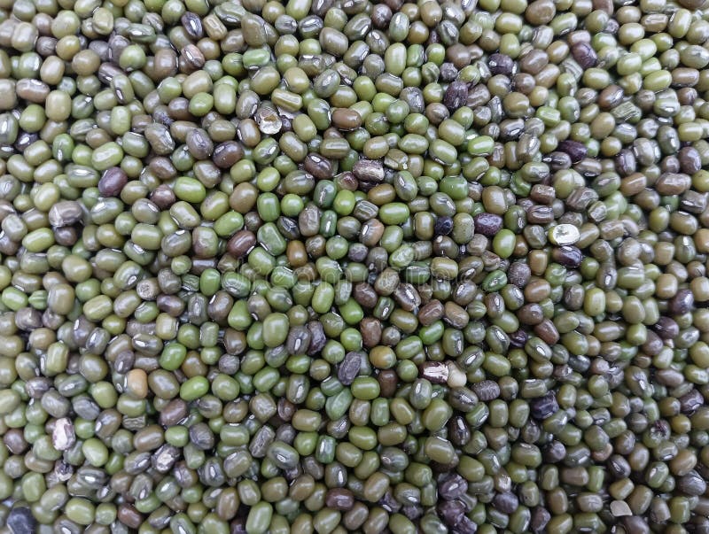 Green gram stock image. Image of soil, plantation, farm - 279713331