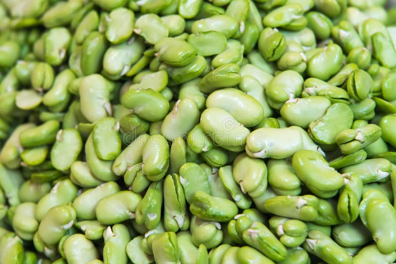 Green gram stock image. Image of green, gram, mung, leguminosae - 40145179