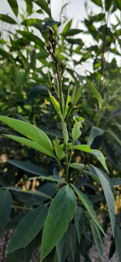 Green Gram Tree Close Up Incredible Stock Image - Image of tree, close ...
