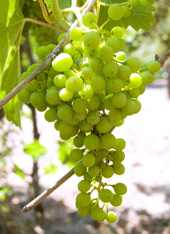 Green grape stock photo. Image of green, color, leaf - 10624034
