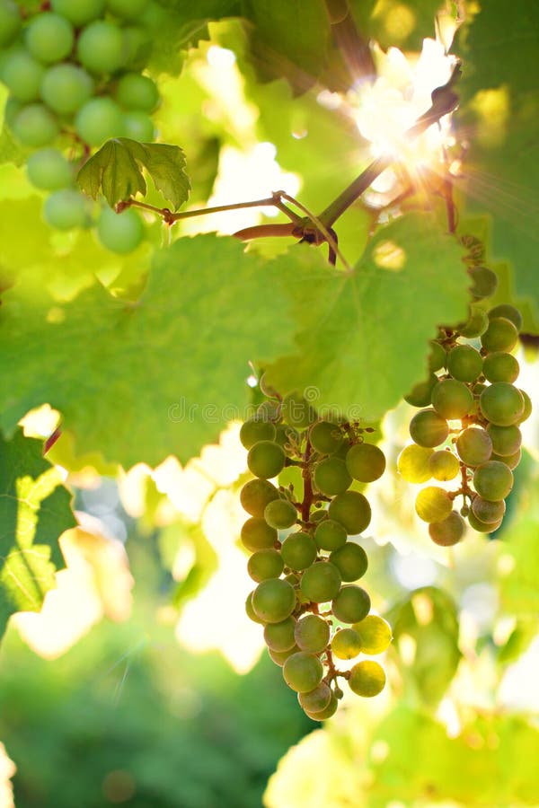 Green grape stock image. Image of ripening, closeup, ripe - 27711535