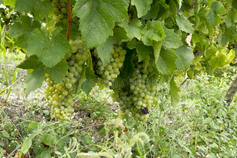 Green grape on the branch. stock photo. Image of farm - 45446526