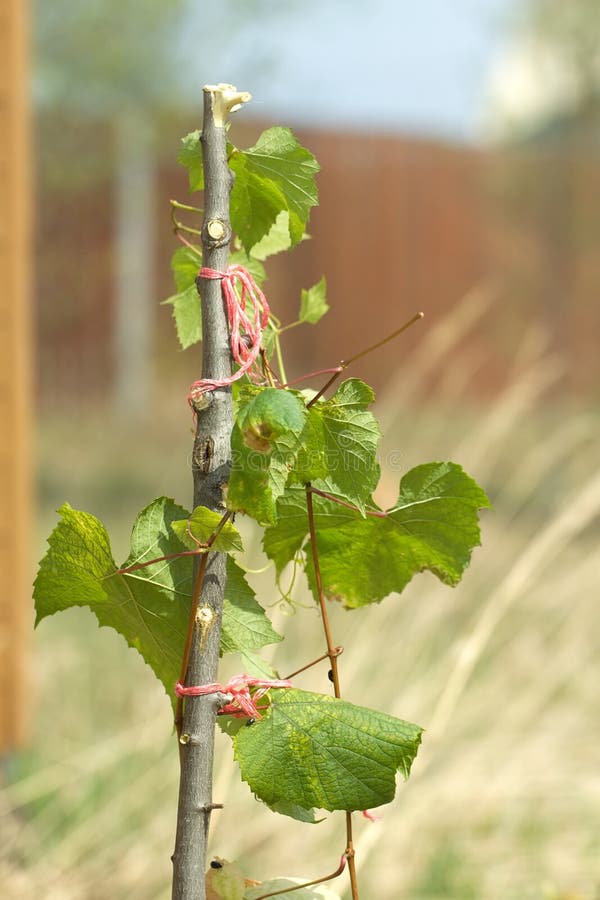 Green Grape Branch Grows in Garden Closeup Stock Image - Image of ...