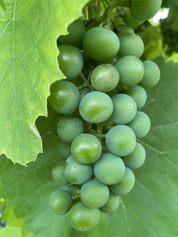 Green Grape Bunch, Close Up. Growing Grapes. Concept of Viticulture and ...