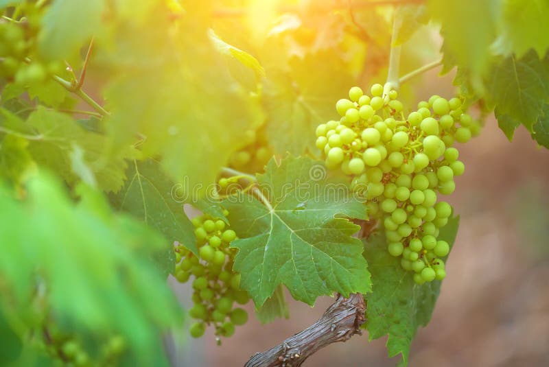 Green grape bunches stock photo. Image of agriculture - 255159392