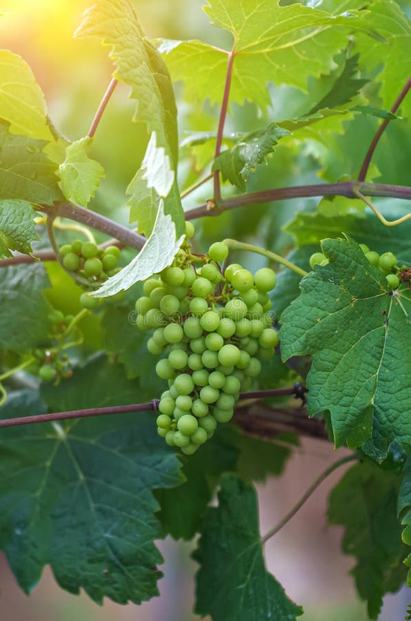Green grape bunches stock image. Image of grow, foliage - 255159405