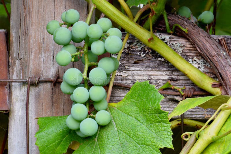 Green Grape Cluster on Wooden Fence 07 Stock Image - Image of green ...